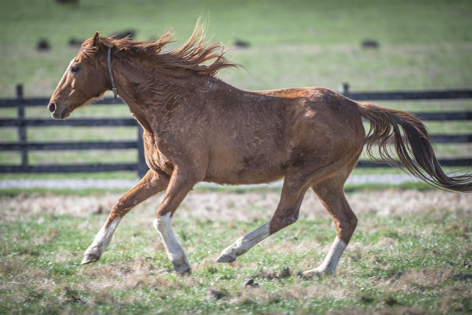 About - Thoroughbred Retirement Foundation