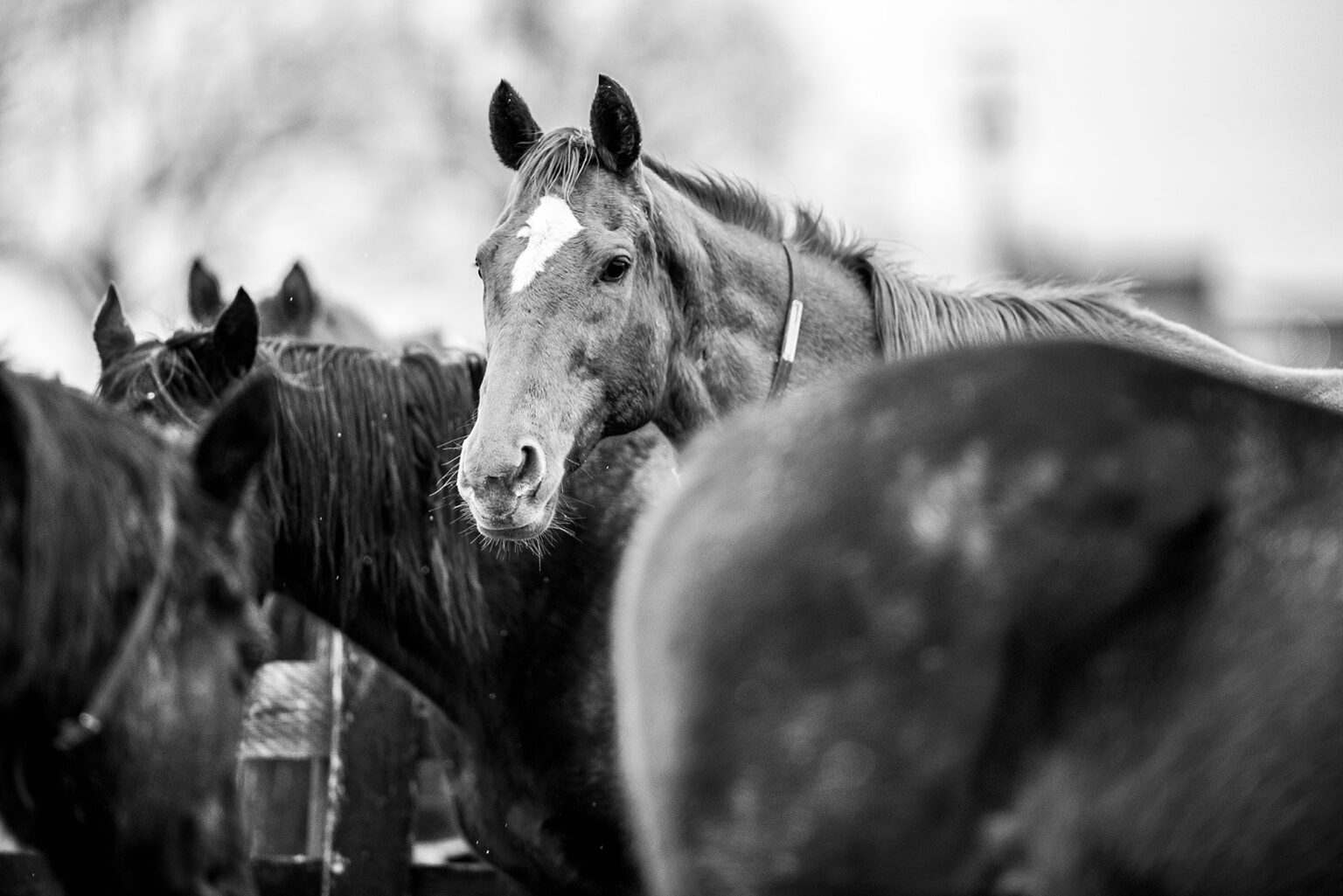 About - Thoroughbred Retirement Foundation