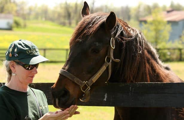 'Amazing': Aftercare groups are getting vigorous support - Thoroughbred ...